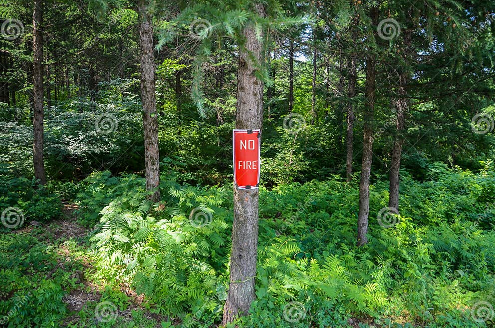 NO fire sign in forest stock photo. Image of leaf, tree - 43569090