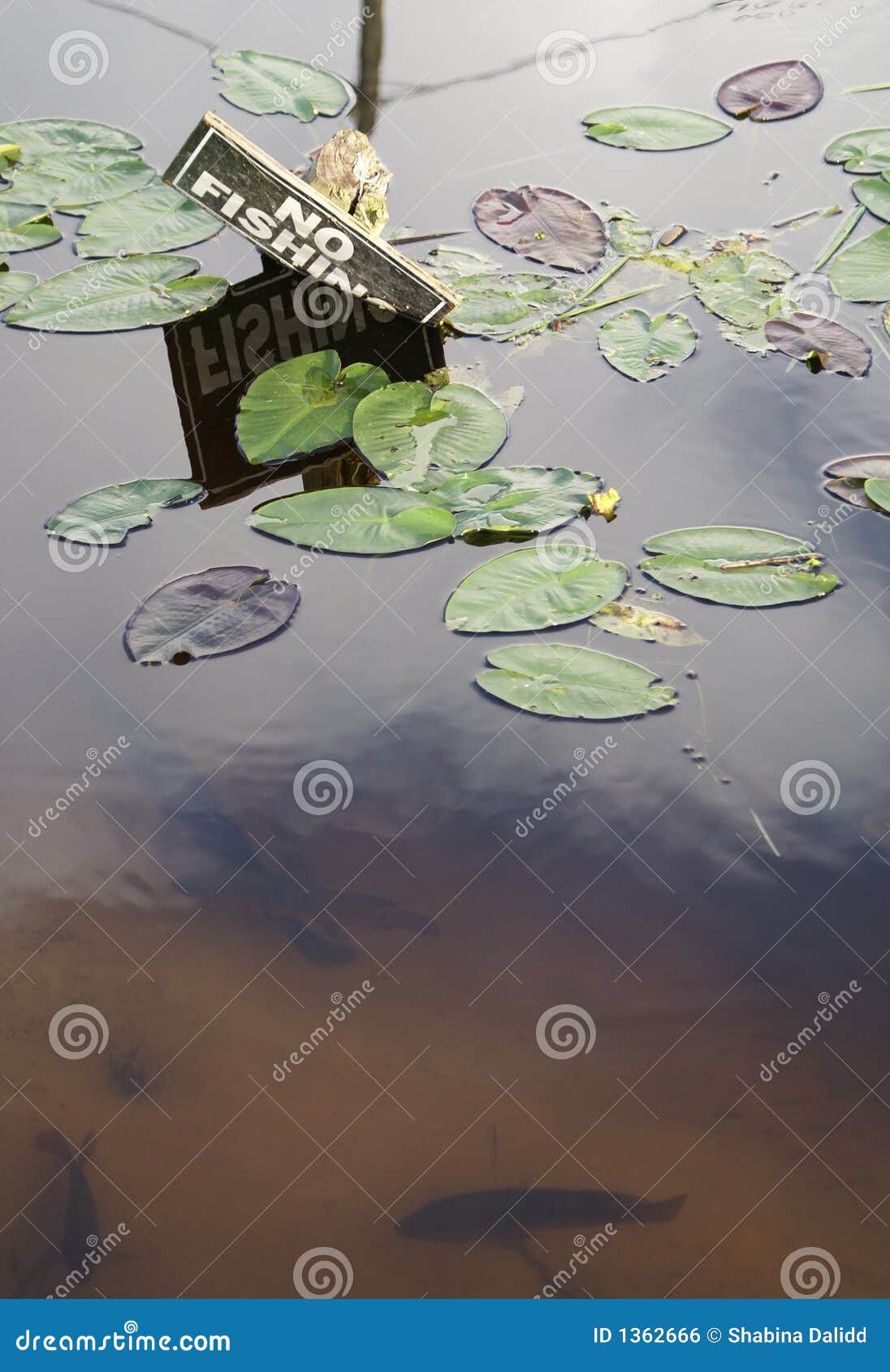 No Fishing in a Pond stock photo. Image of pond, plant - 1362666