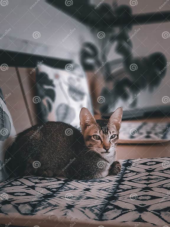 No Home is Complete without the Pitter Patter of Kitty Stock Photo ...