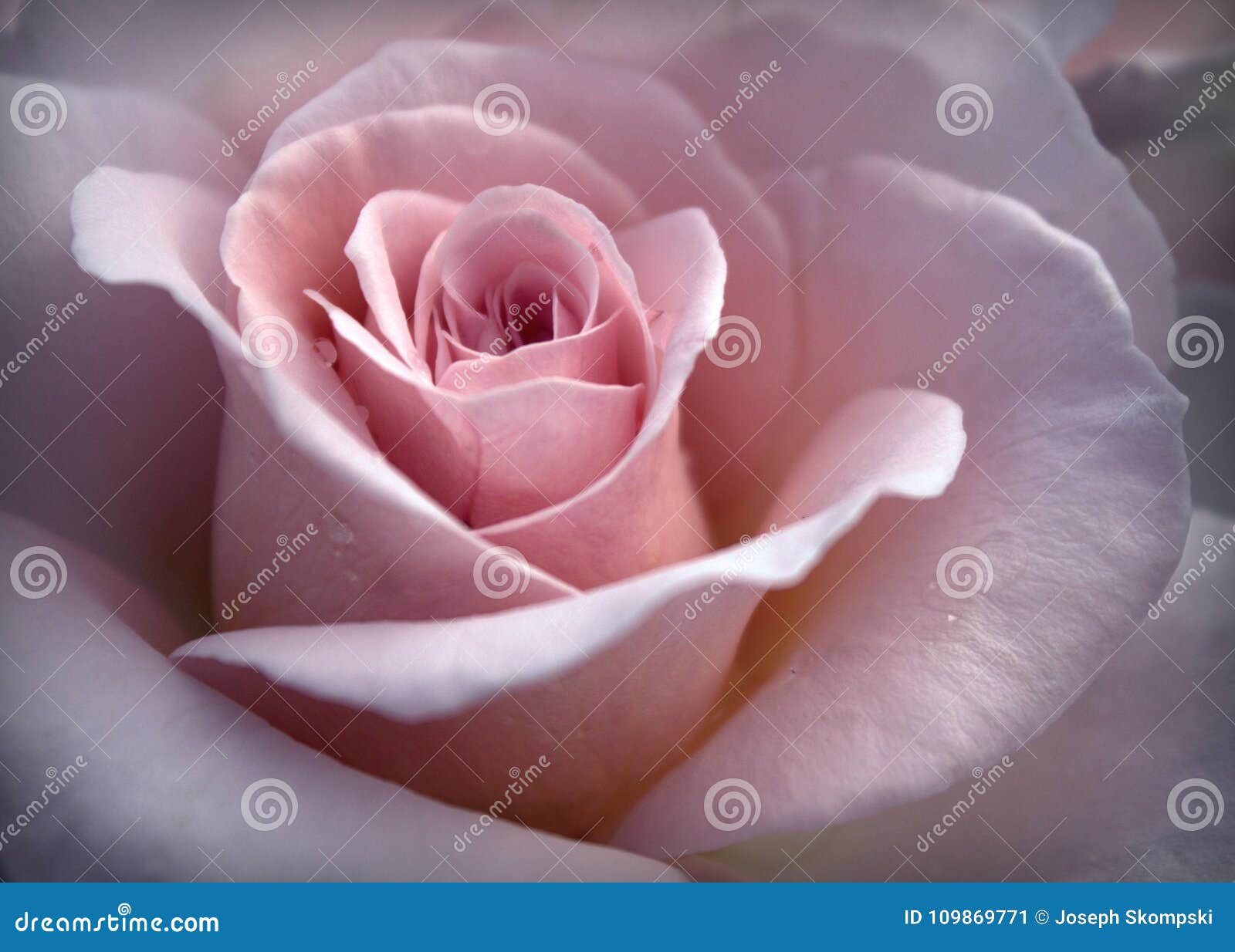 No humor Rosa imagem de stock. Imagem de flores, johann - 109869771