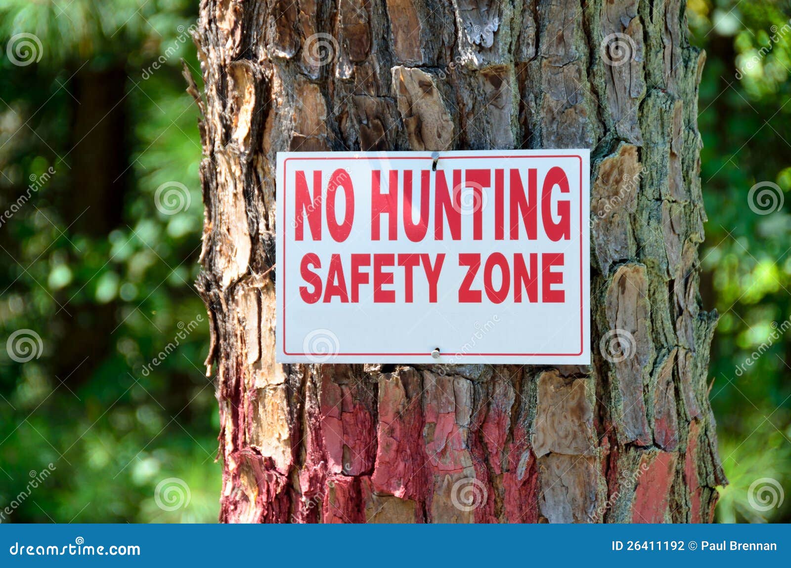 No hunting stock photo. Image of tree, zone, pine, allowed - 26411192