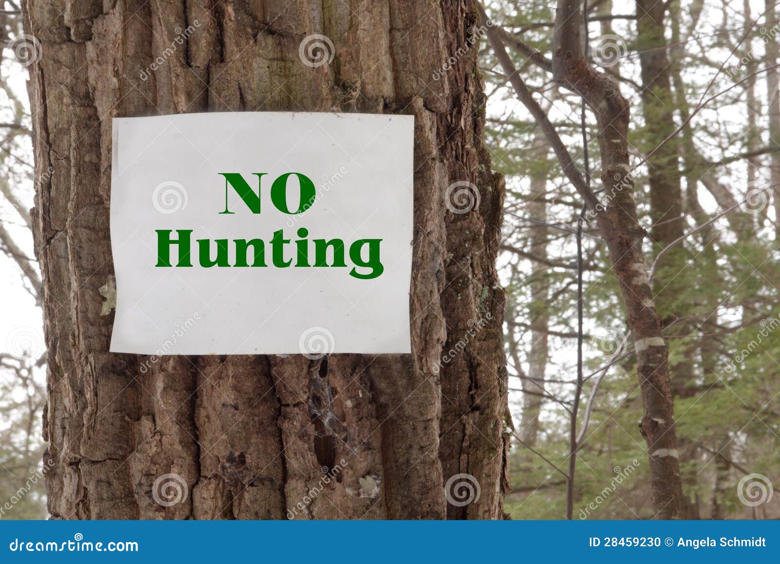 No Hunting stock photo. Image of forest, hunt, fugitive - 28459230