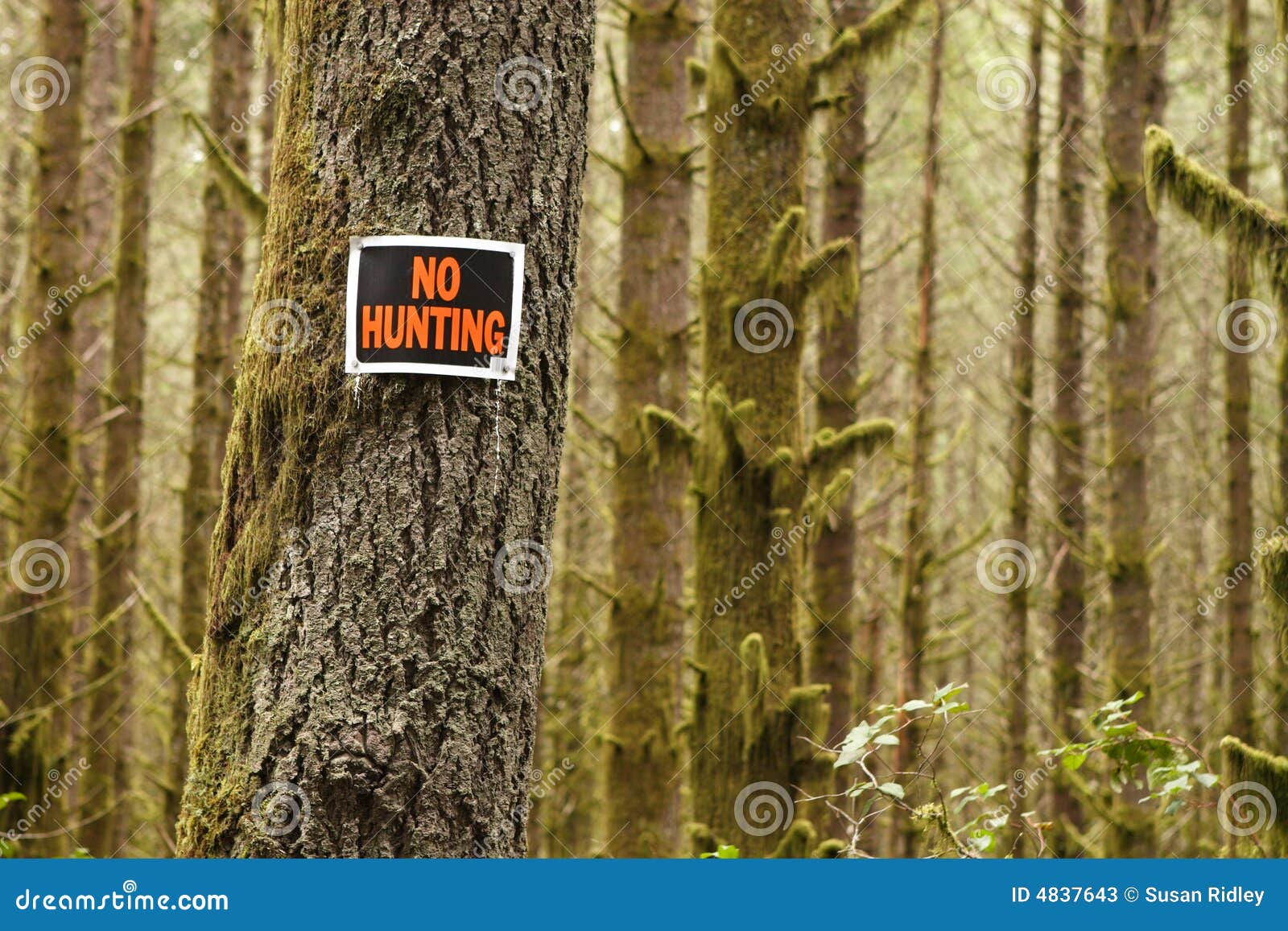 No Hunting stock image. Image of forest, environment, rainforest - 4837643