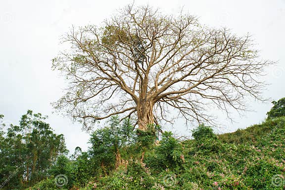 No leaf tree stock photo. Image of environment, beauty - 67487742