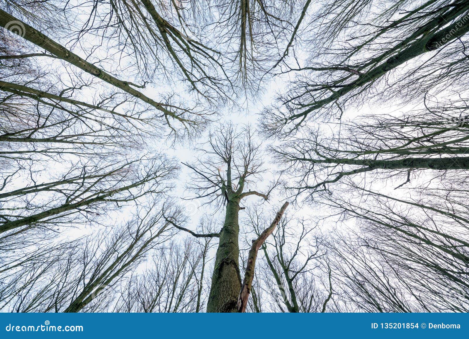 No leaves on the treetops stock photo. Image of black - 135201854