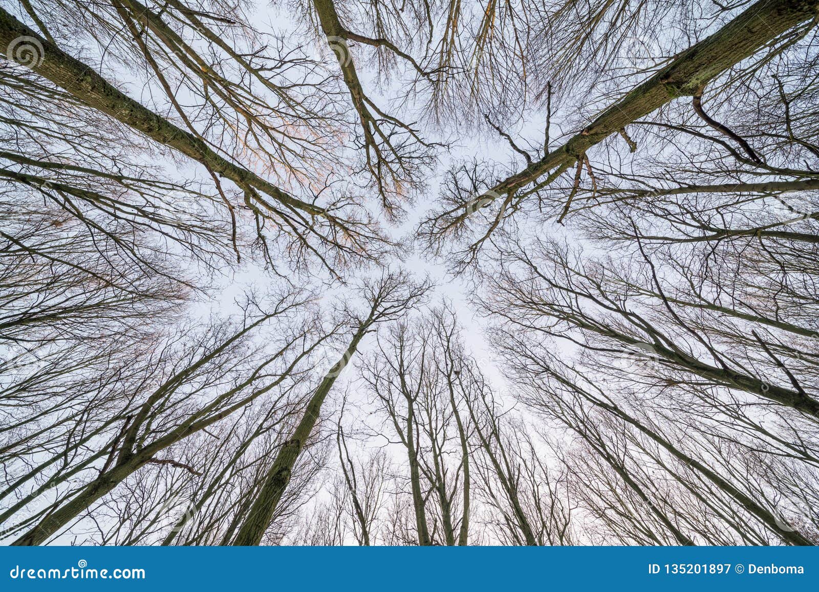 No leaves on the treetops stock image. Image of white - 135201897