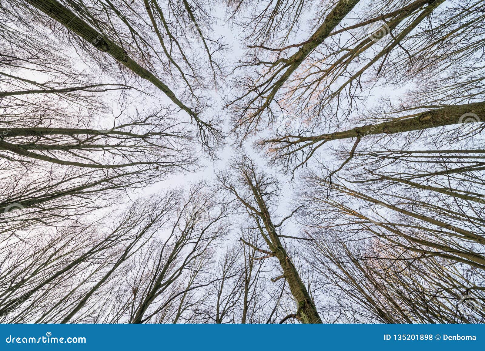 No leaves on the treetops stock photo. Image of dark - 135201898