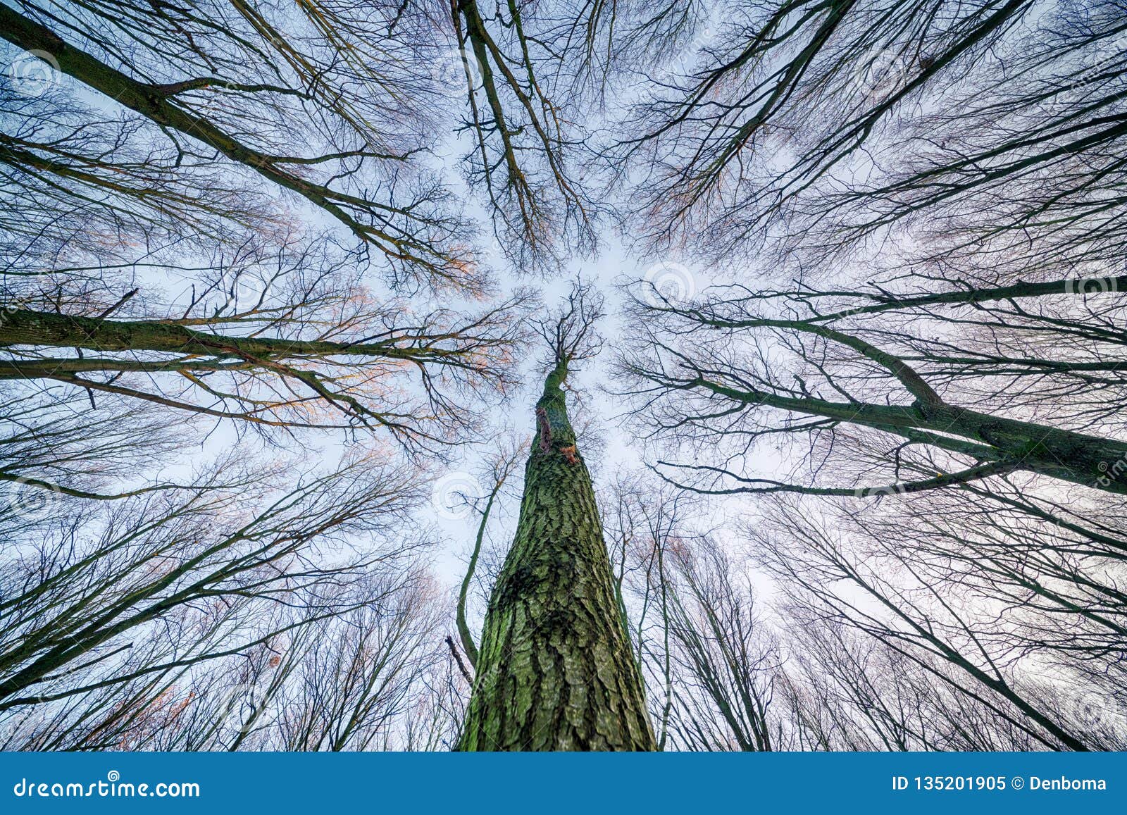 No leaves on the treetops stock image. Image of bare - 135201905