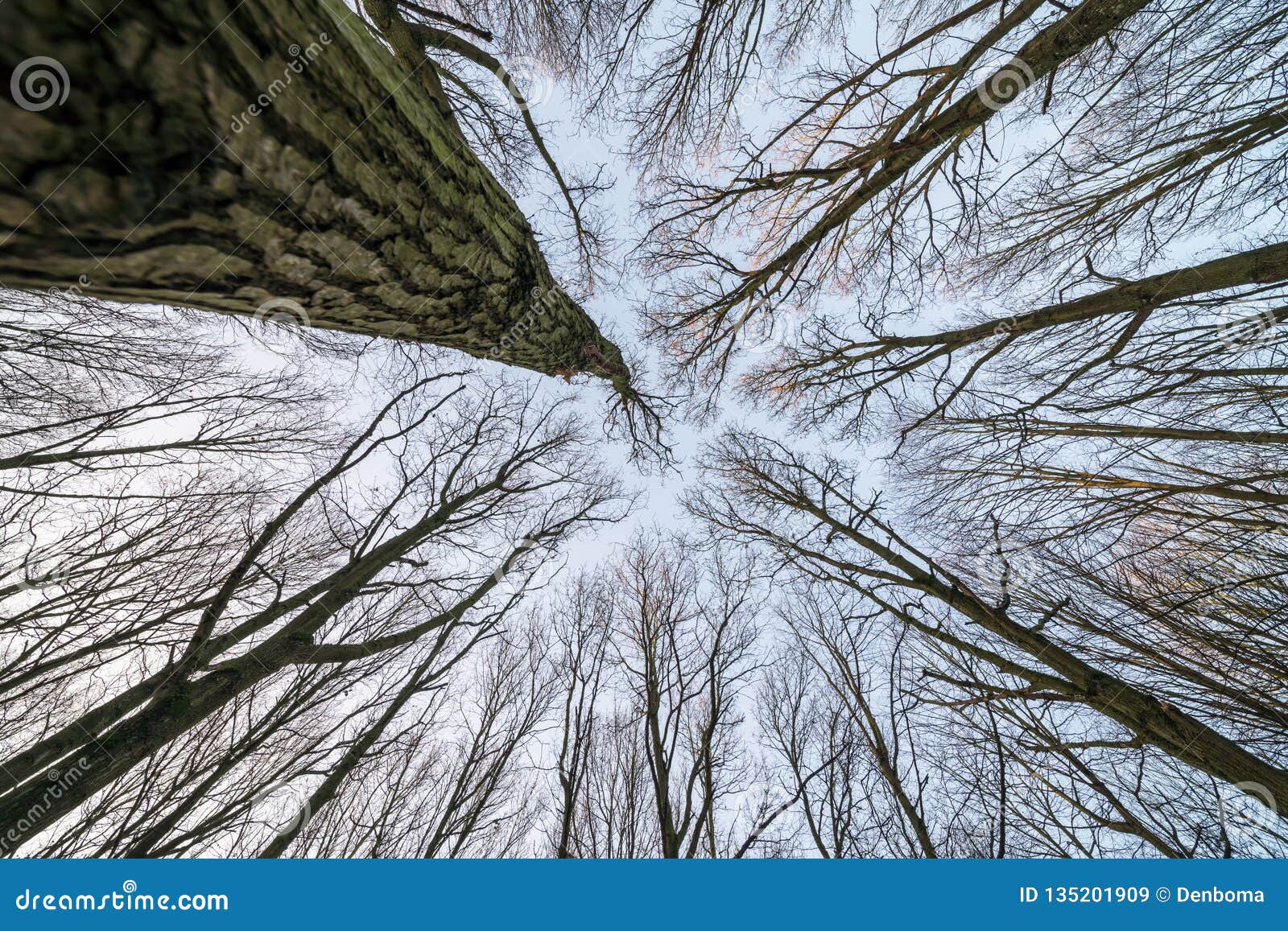 No leaves on the treetops stock image. Image of branches - 135201909