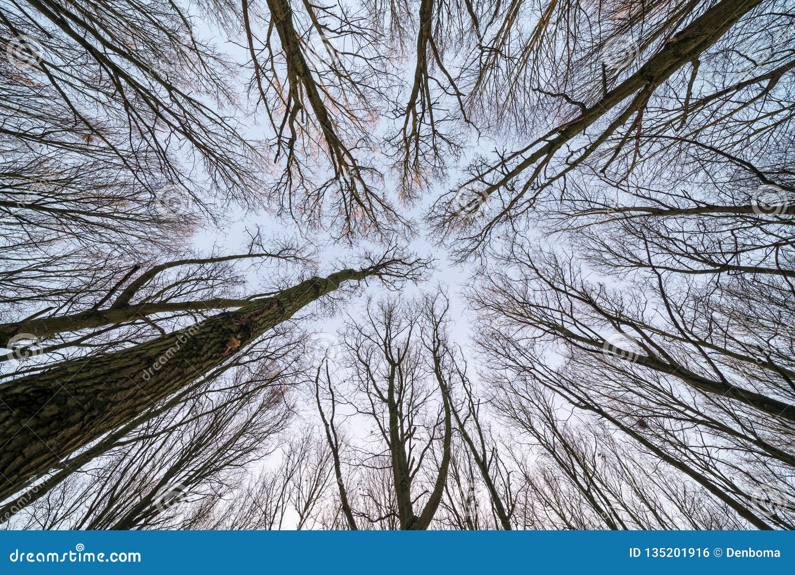 No leaves on the treetops stock photo. Image of forest - 135201916