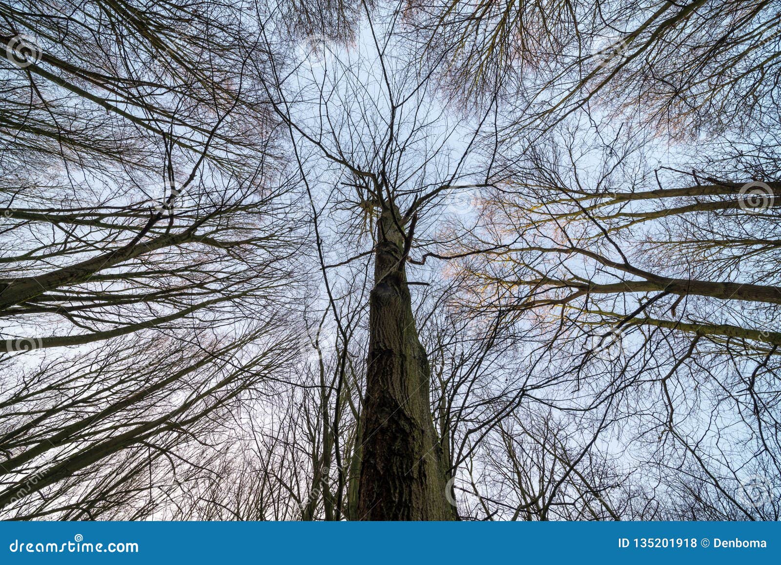 No leaves on the treetops stock photo. Image of black - 135201918