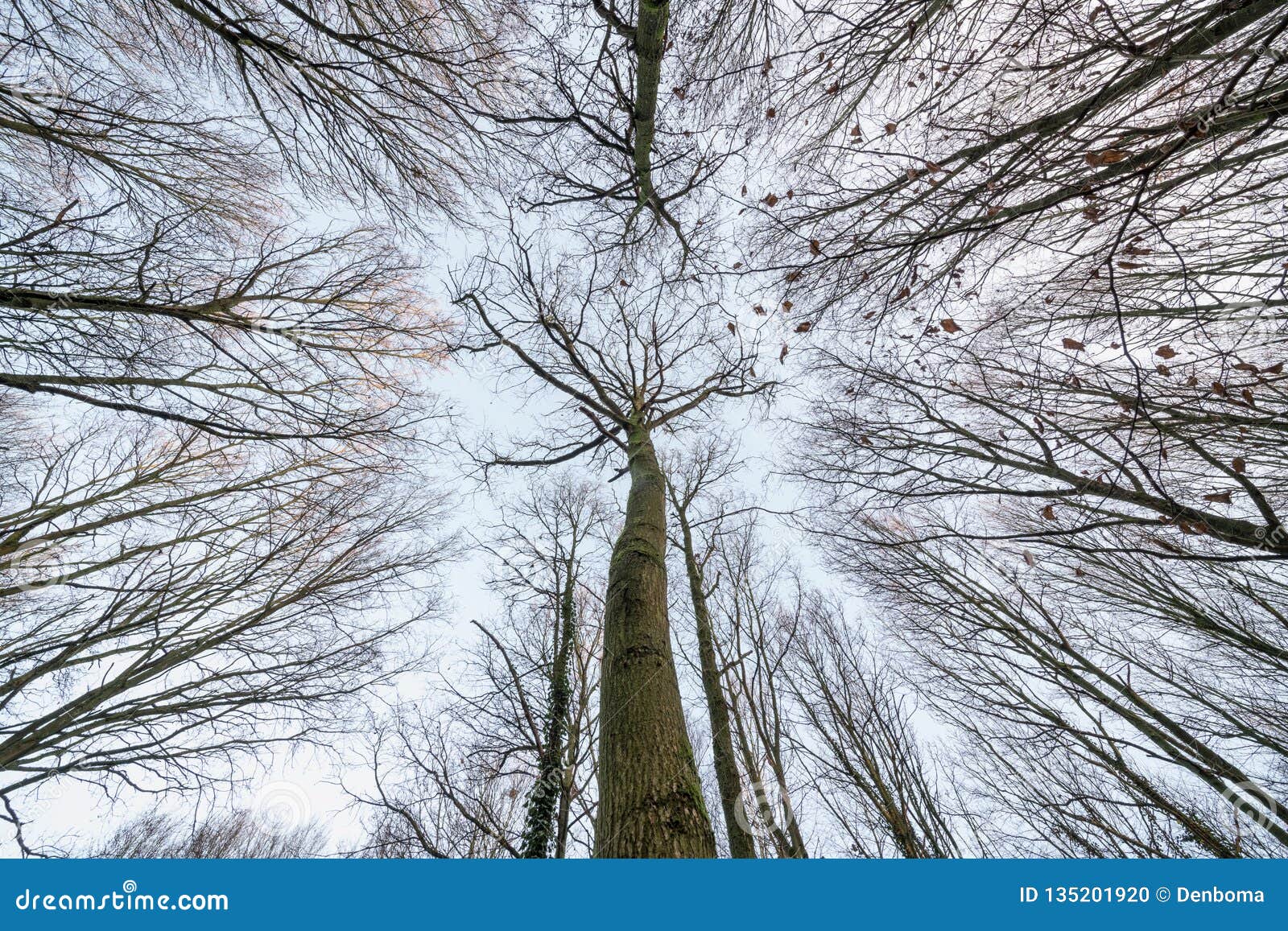 No leaves on the treetops stock photo. Image of wildlife - 135201920