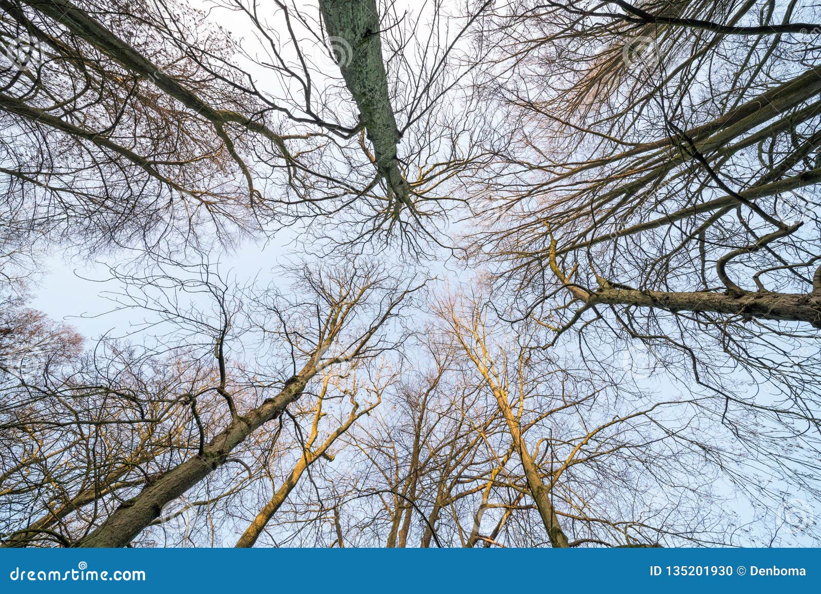 No leaves on the treetops stock photo. Image of bare - 135201930