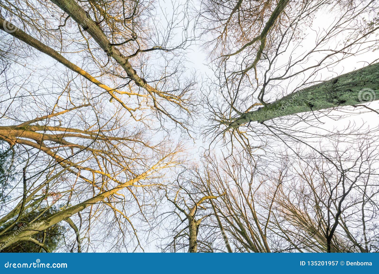 No leaves on the treetops stock image. Image of wildlife - 135201957
