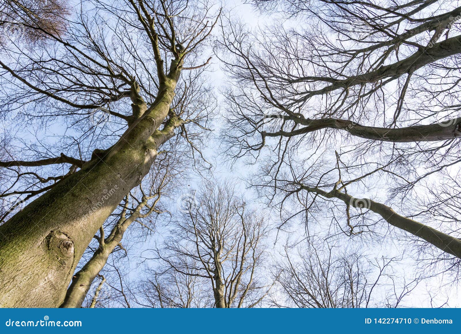 No leaves on the treetops stock photo. Image of textured - 142274710
