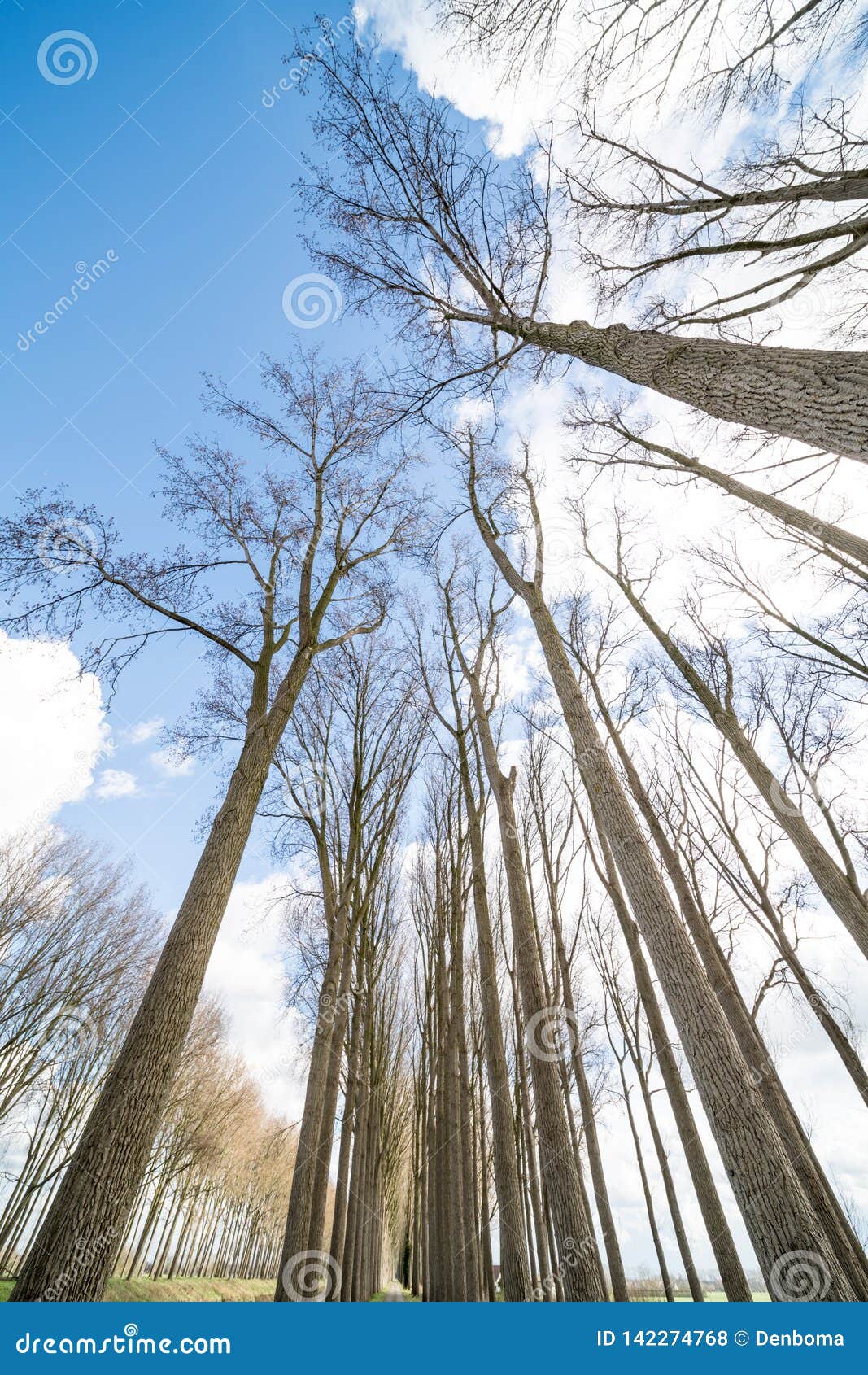 No leaves on the treetops stock photo. Image of tree - 142274768