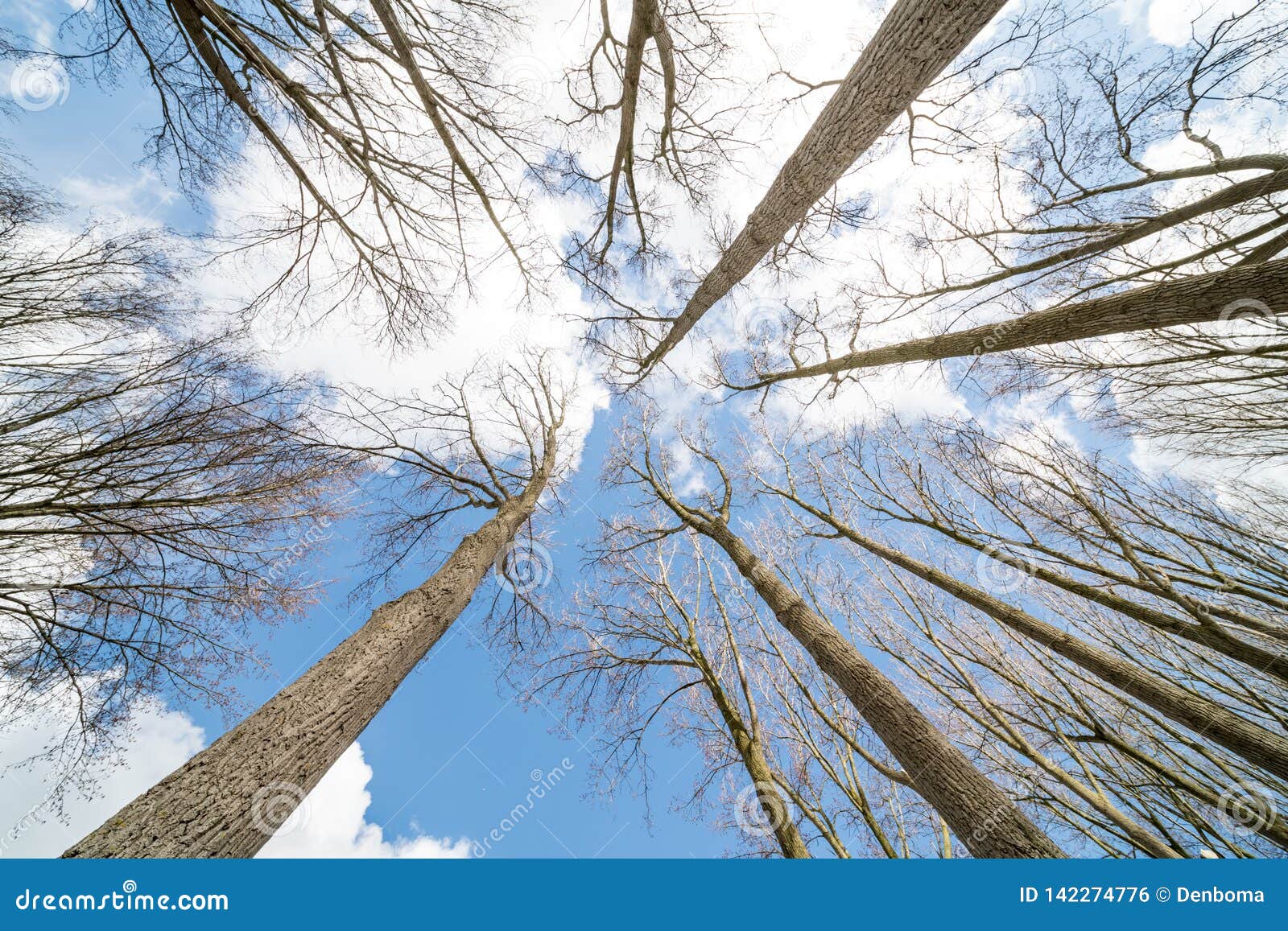 No leaves on the treetops stock photo. Image of scene - 142274776