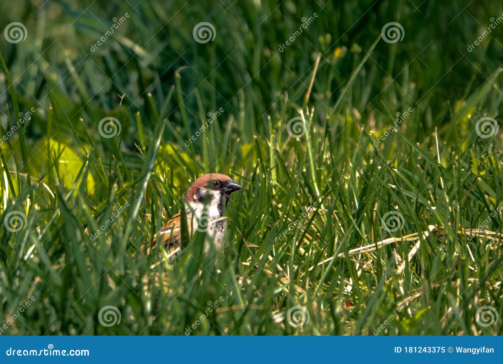 Sparrows in spring stock image. Image of wild, yellow - 181243375