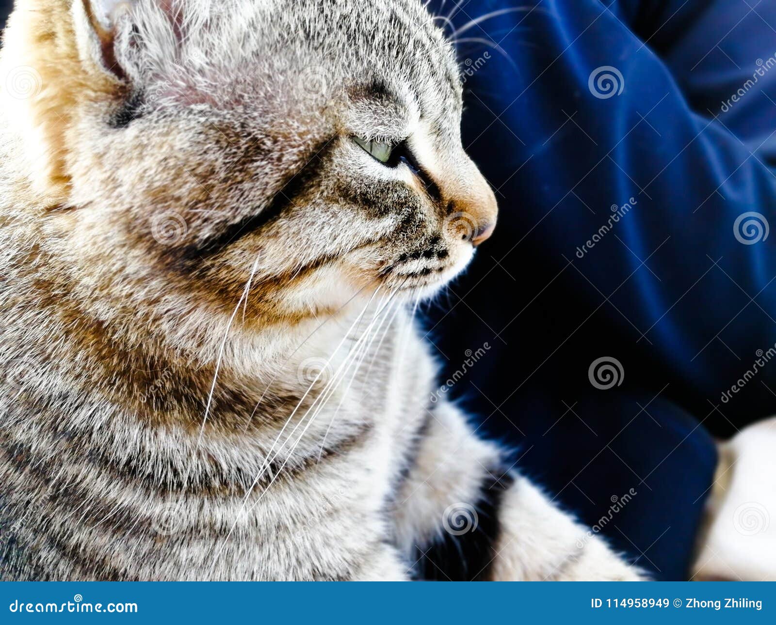 No Me Moleste Que Mira Fijamente Usted Imagen de archivo - Imagen de ...