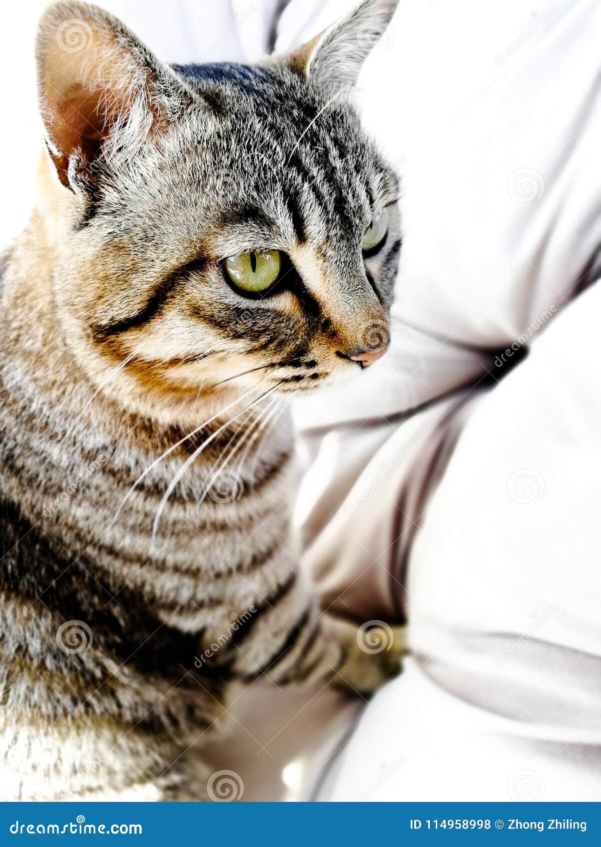 No Me Moleste Que Mira Fijamente Usted Foto de archivo - Imagen de ...