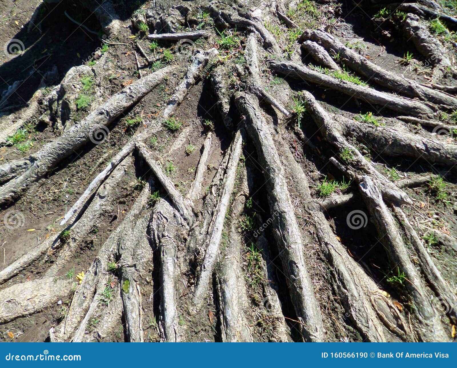 Exposed tree roots stock photo. Image of bones, network - 160566190