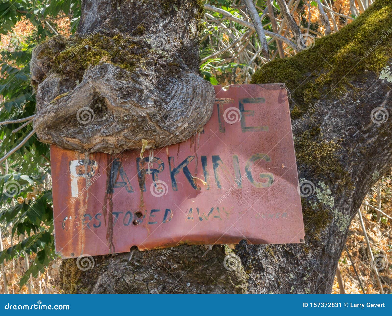 No Parking Sign is Being Devoured by a Tree Stock Image - Image of ...