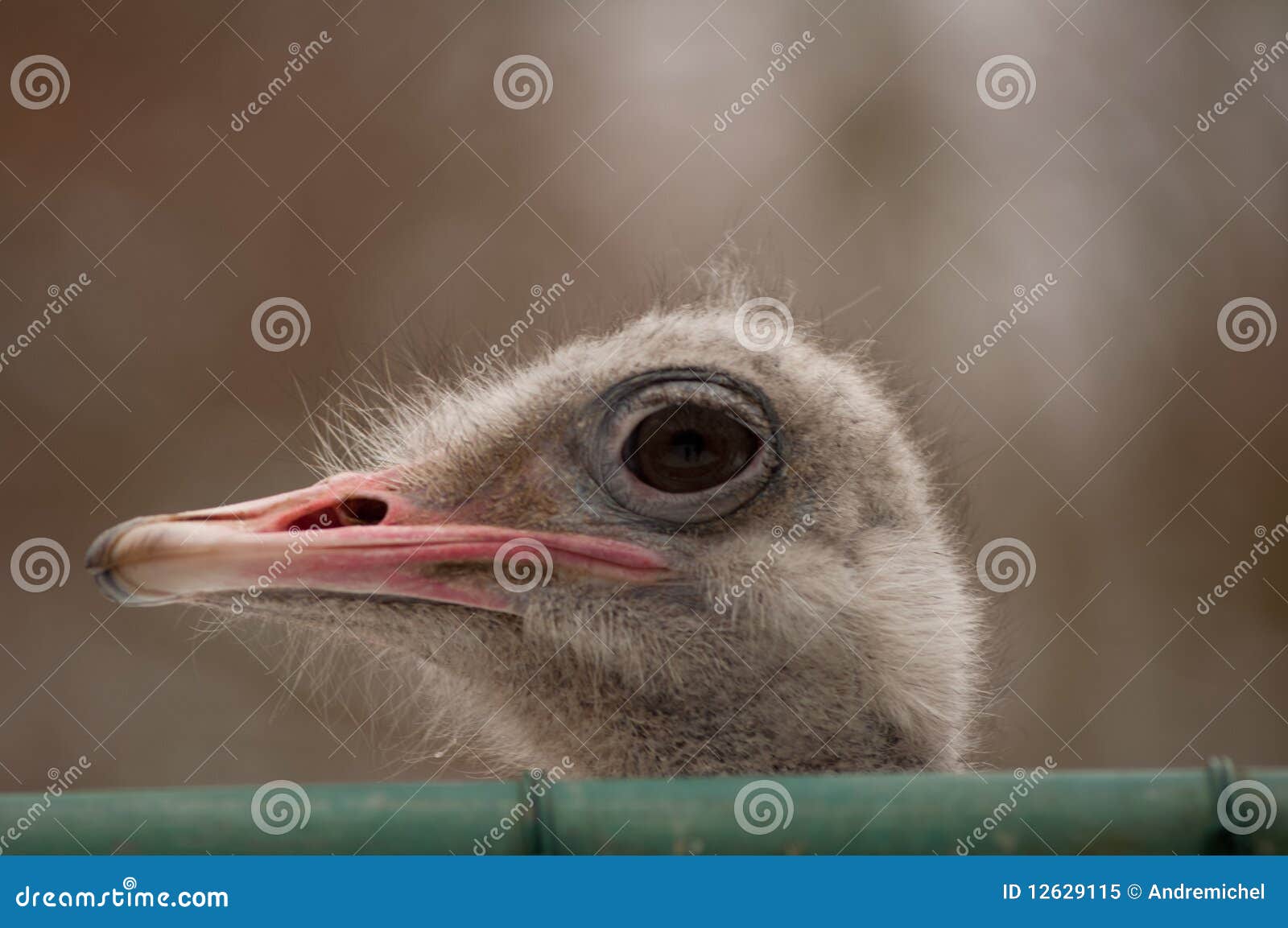 No peeping! stock image. Image of fense, humor, curiosity - 12629115