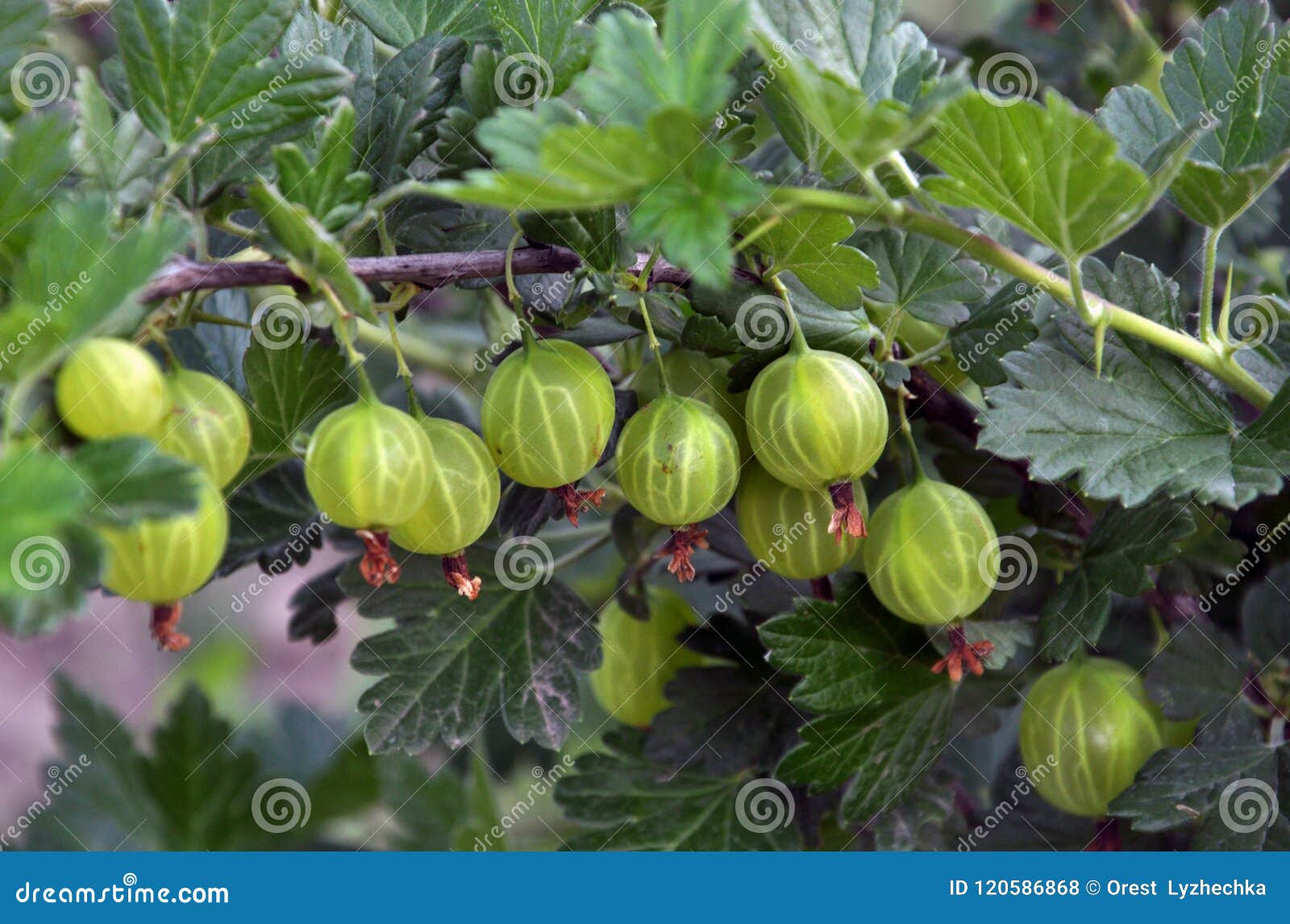 No Ramo Do Arbusto Amadurece O Fruto Da Groselha Foto de Stock - Imagem ...