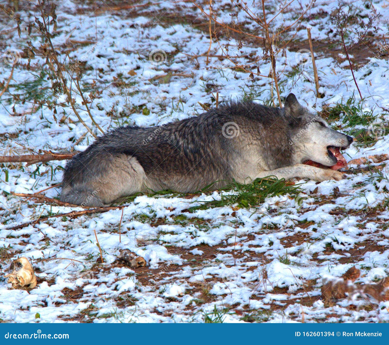 Grey Wolf Chewing on Its Catch of the Night Stock Photo - Image of ...