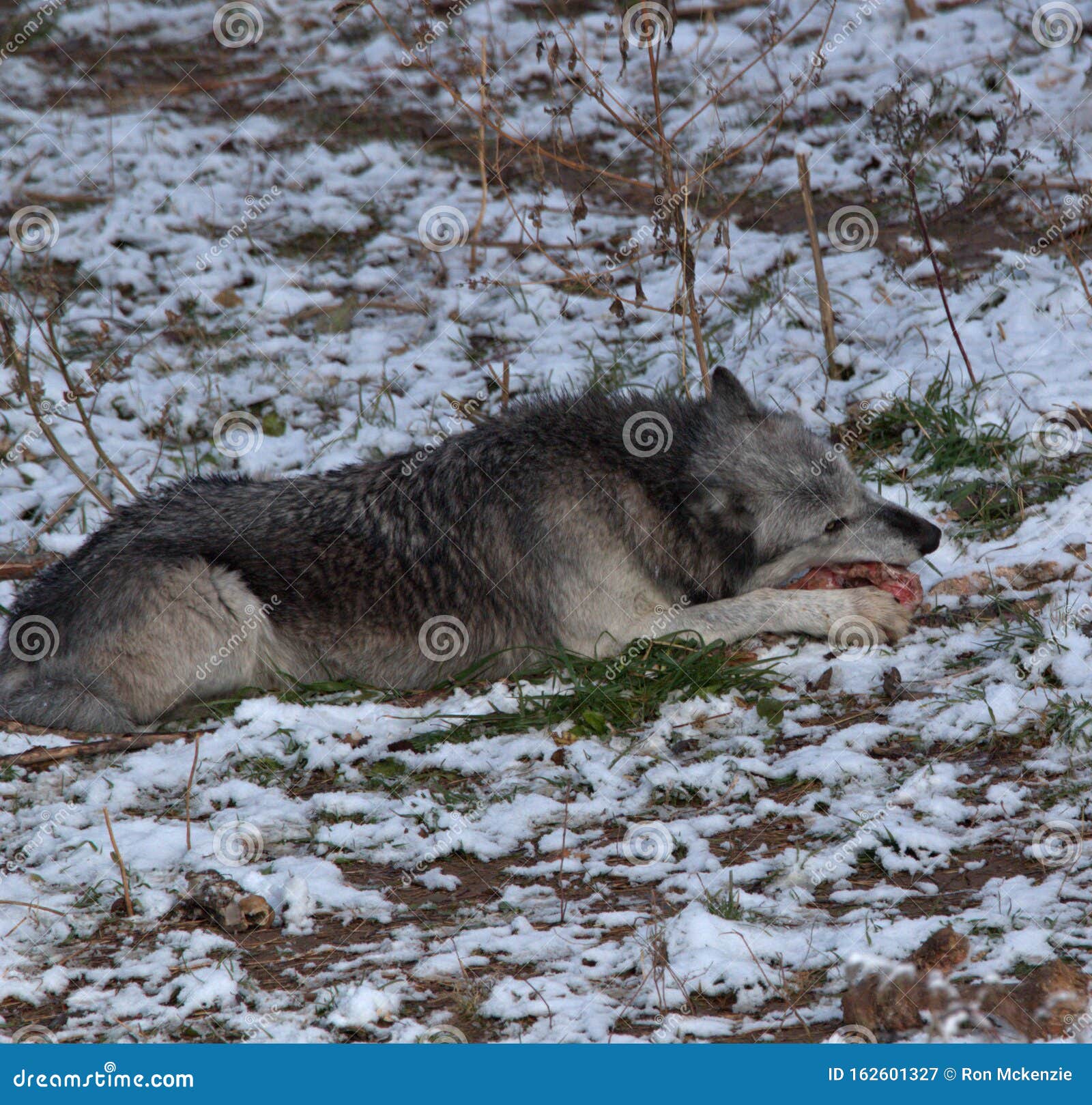 Grey Wolf Enjoying Its Efforts of a Night Hunt Stock Image - Image of ...