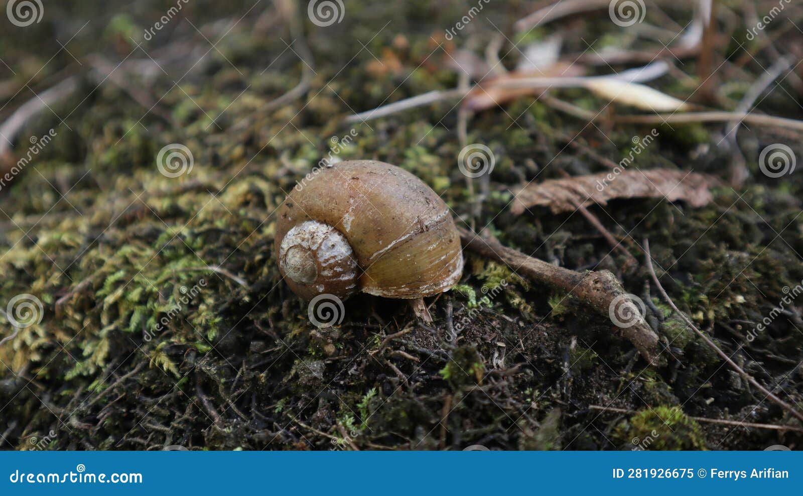 No Snail Anymore and it is Dead, Leaving only an Empty Shell Stock ...