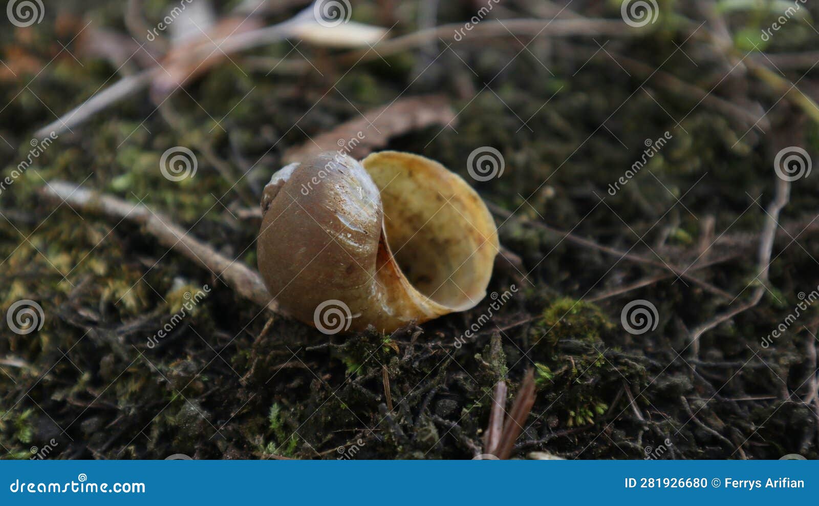 No Snail Anymore and it is Dead, Leaving only an Empty Shell Stock ...