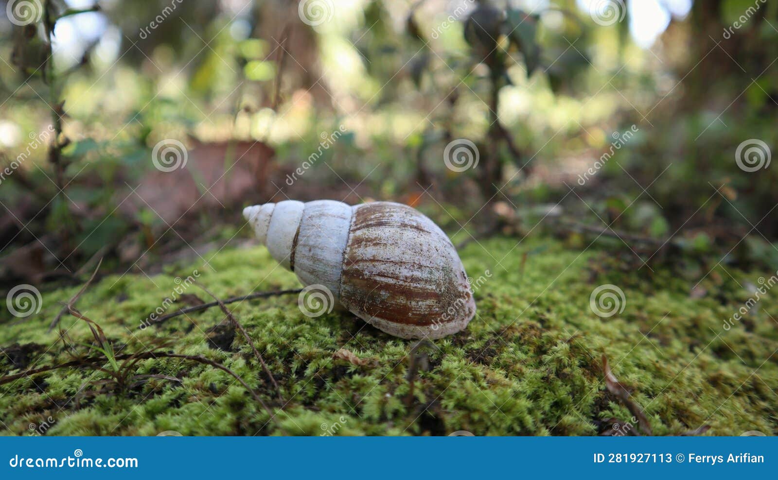 No Snail Anymore and it is Dead, Leaving only an Empty Shell Stock ...