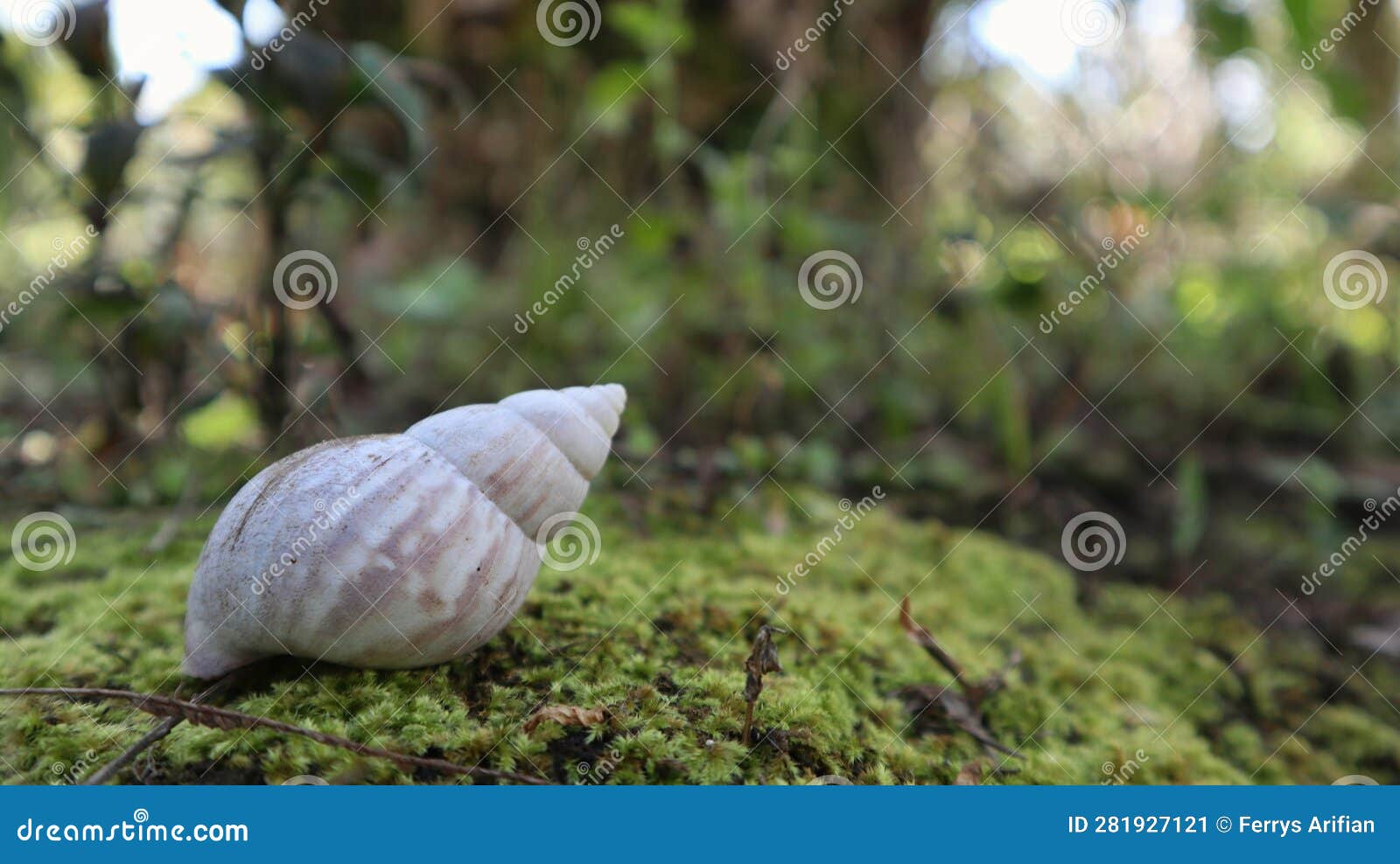 No Snail Anymore and it is Dead, Leaving only an Empty Shell Stock ...