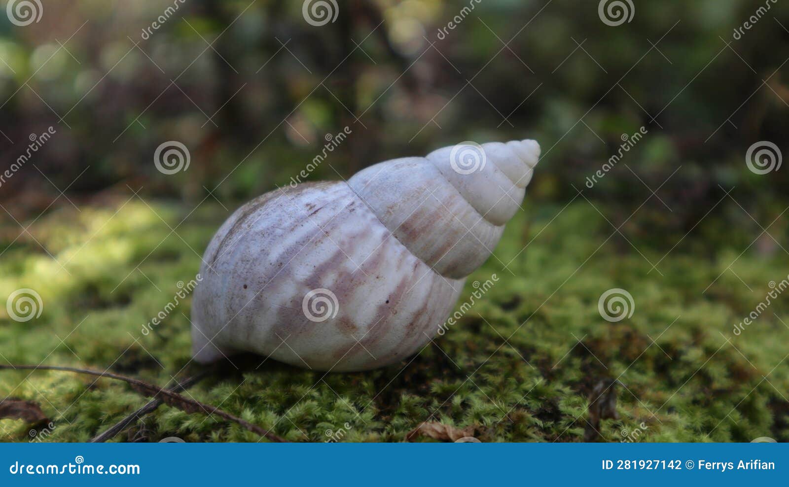 No Snail Anymore and it is Dead, Leaving only an Empty Shell Stock ...