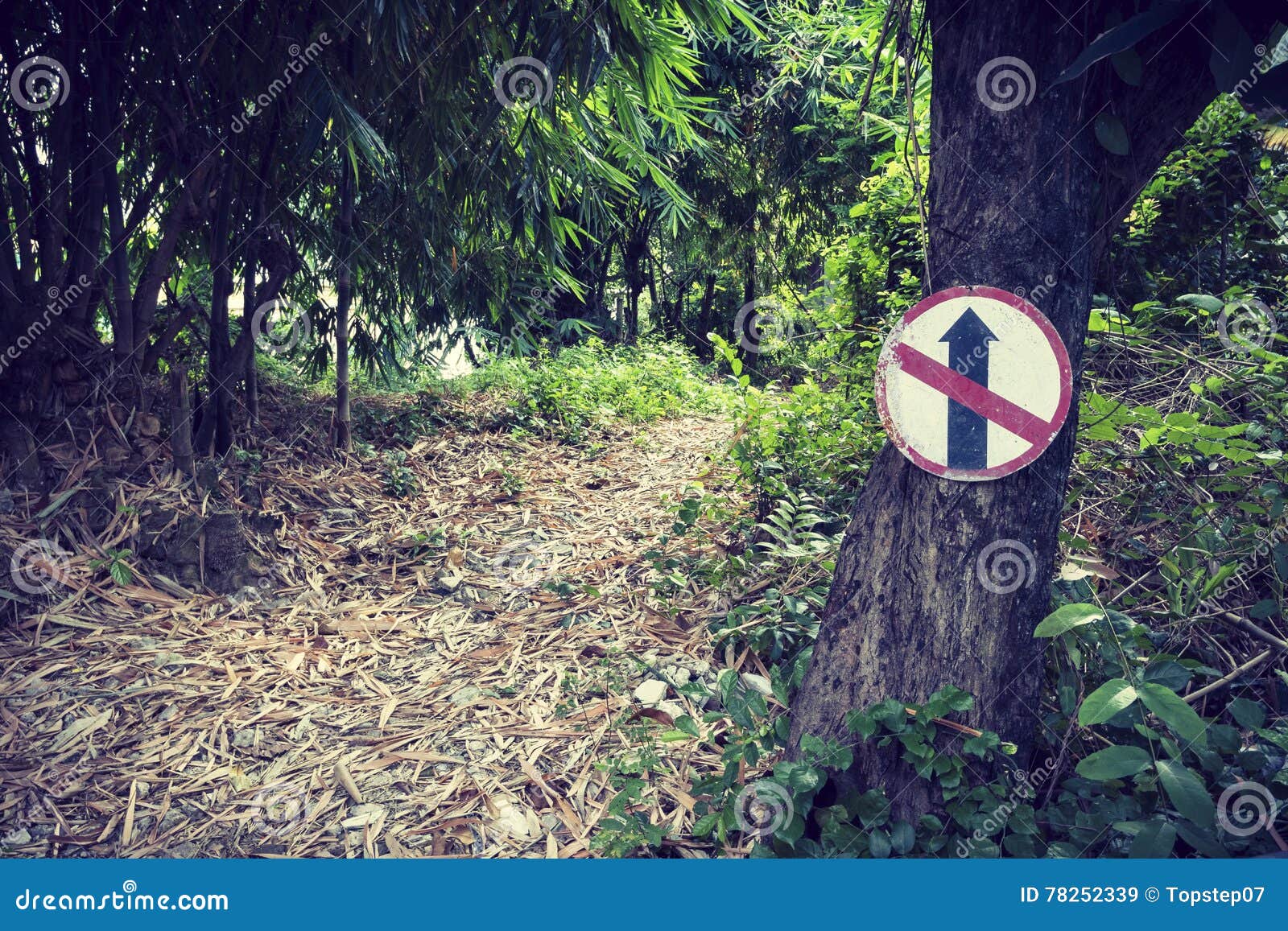 No Straight Sign on the Tree Stock Image - Image of tree, safety: 78252339