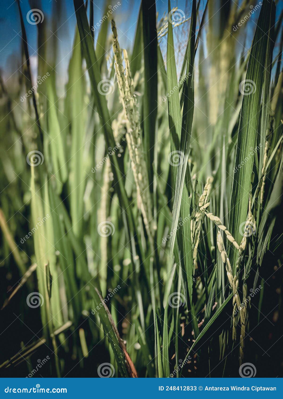 Close Up View of Rice Seeds Plant on the Paddy Green Rice Fields ...