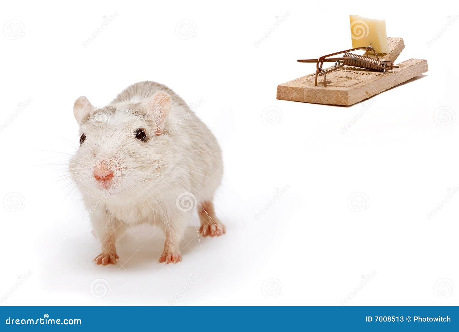 494 Funny Mouse Trap Stock Photos - Free & Royalty-Free Stock Photos ...