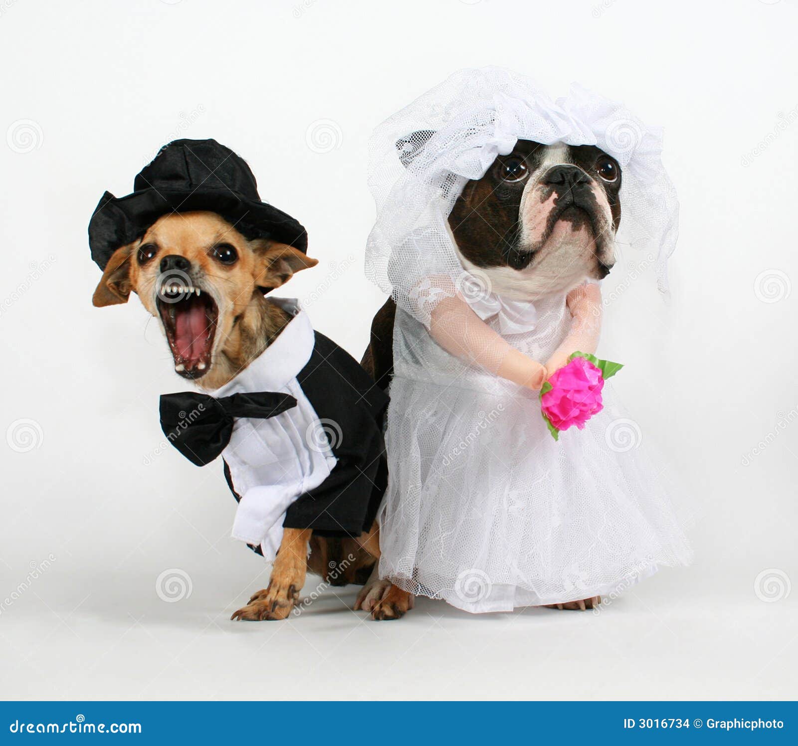 Attire Formal Pet Photos - Free & Royalty-Free Stock Photos from Dreamstime