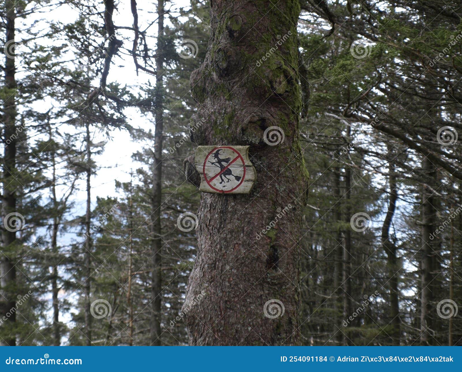 Witch stock photo. Image of trunk, trail, brooms, grove - 254091184