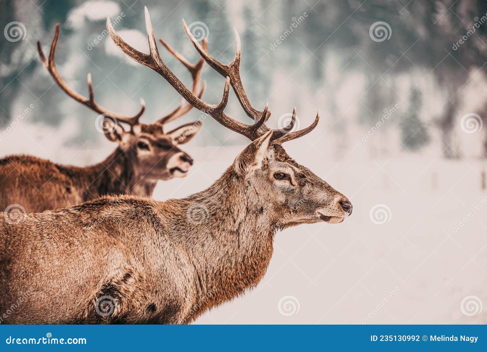 Noble Deer Male in Winter Snow Stock Photo - Image of nature, fresh ...