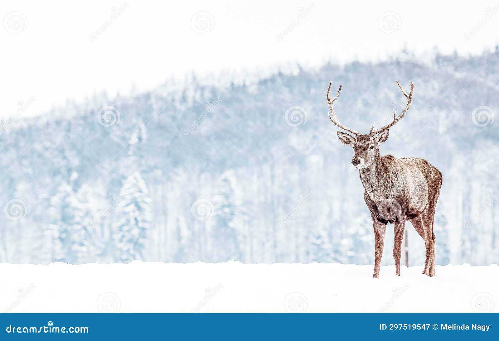 Noble Deer Male in Winter Snow Stock Image - Image of horned, nature ...