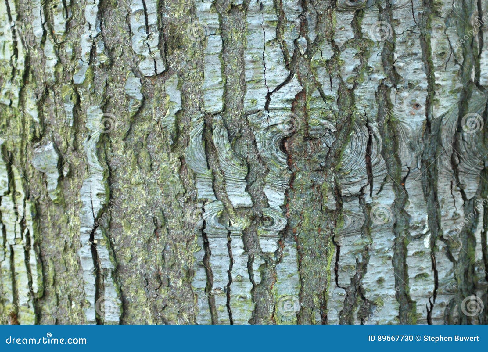 Noble Fir Bark stock photo. Image of tree, botany, noble - 89667730