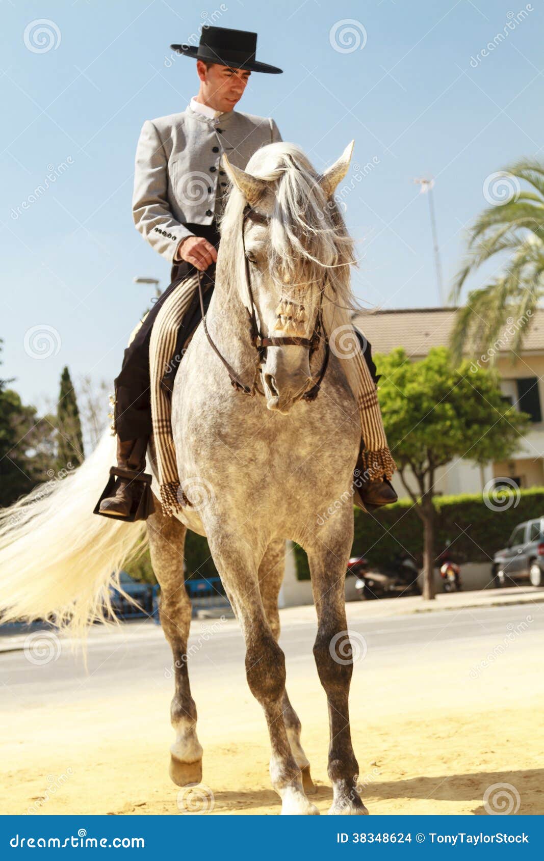 Noble Horse and Rider editorial stock image. Image of hoofed - 38348624