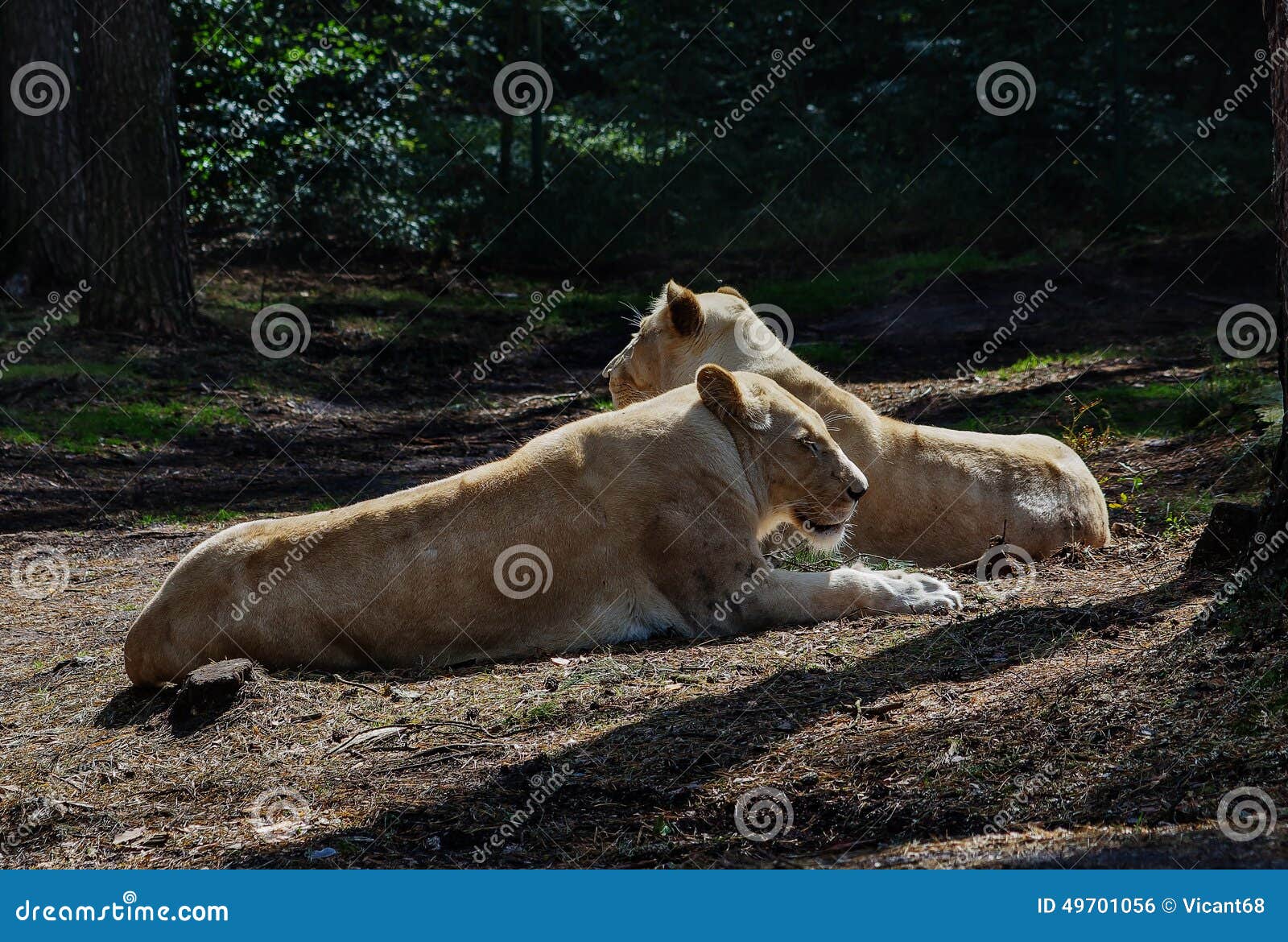 Noble lioness resting stock photo. Image of resting, mammal - 49701056