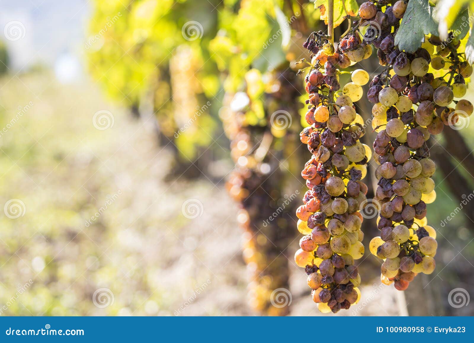 Noble Rot of a Wine Grape, Botrytised Grapes Stock Photo - Image of ... Noble Rot of a Wine Grape, Botrytised Grapes Stock Photo - Image of ...