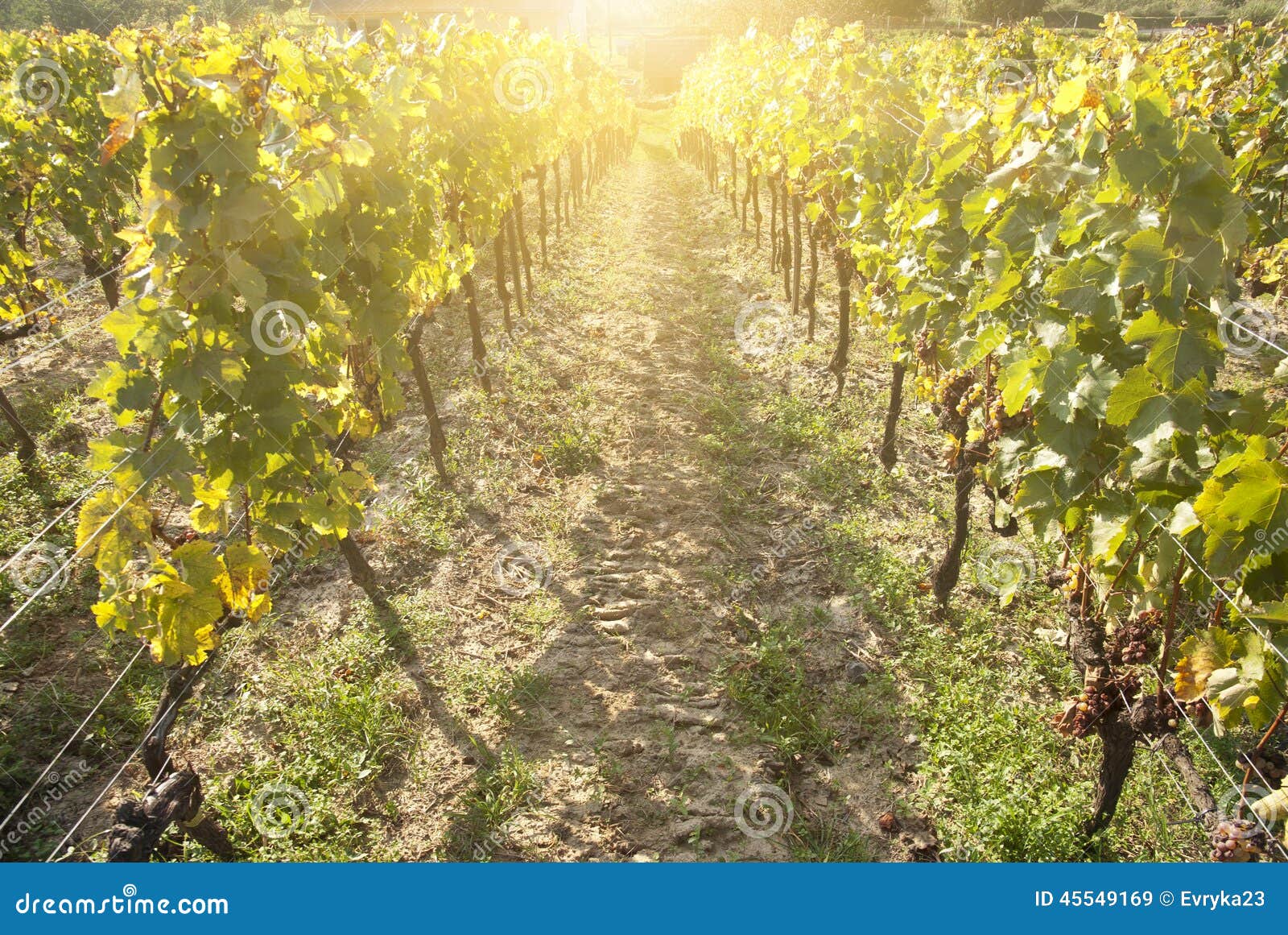 Noble rot of a wine grape, stock image. Image of late - 45549169