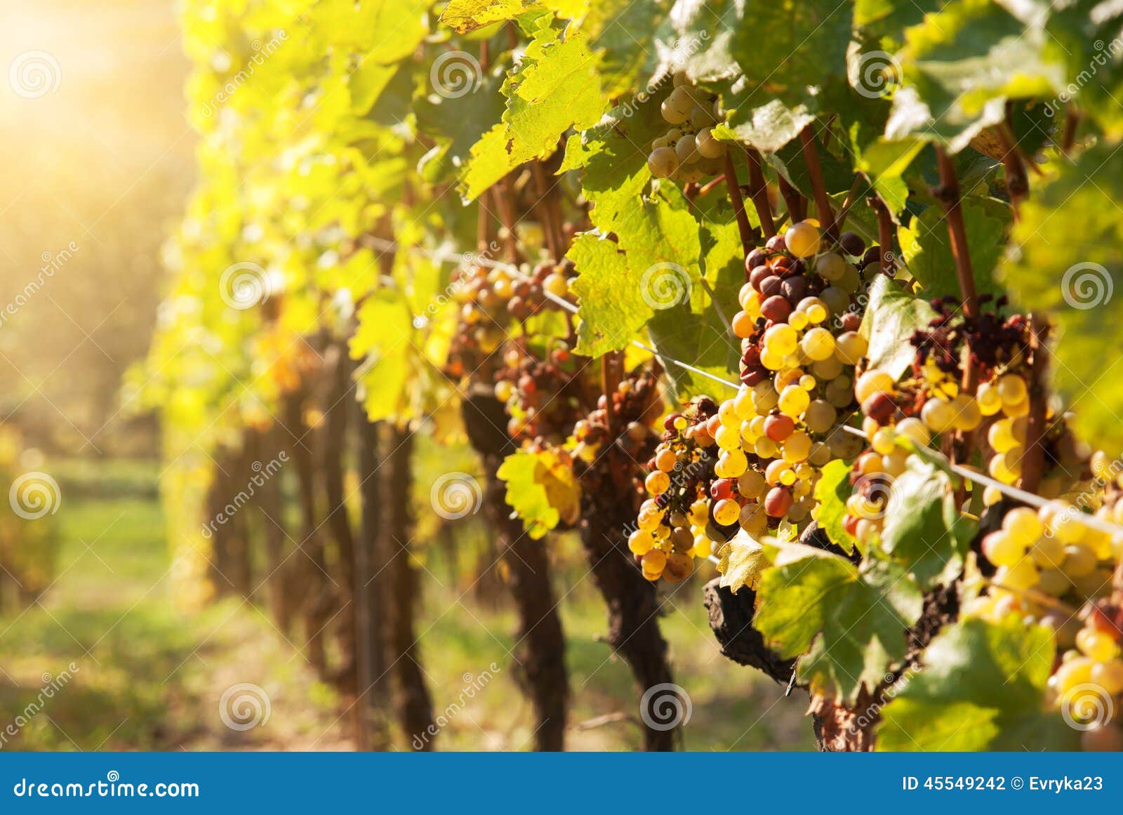 Noble rot of a wine grape, stock photo. Image of fruit - 45549242