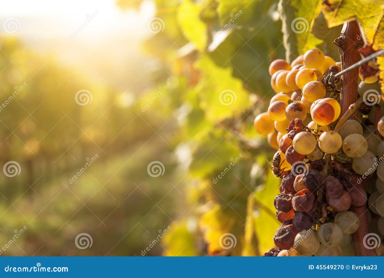 Noble rot of a wine grape, stock photo. Image of botrytisation - 45549270 Noble rot of a wine grape, stock photo. Image of botrytisation - 45549270