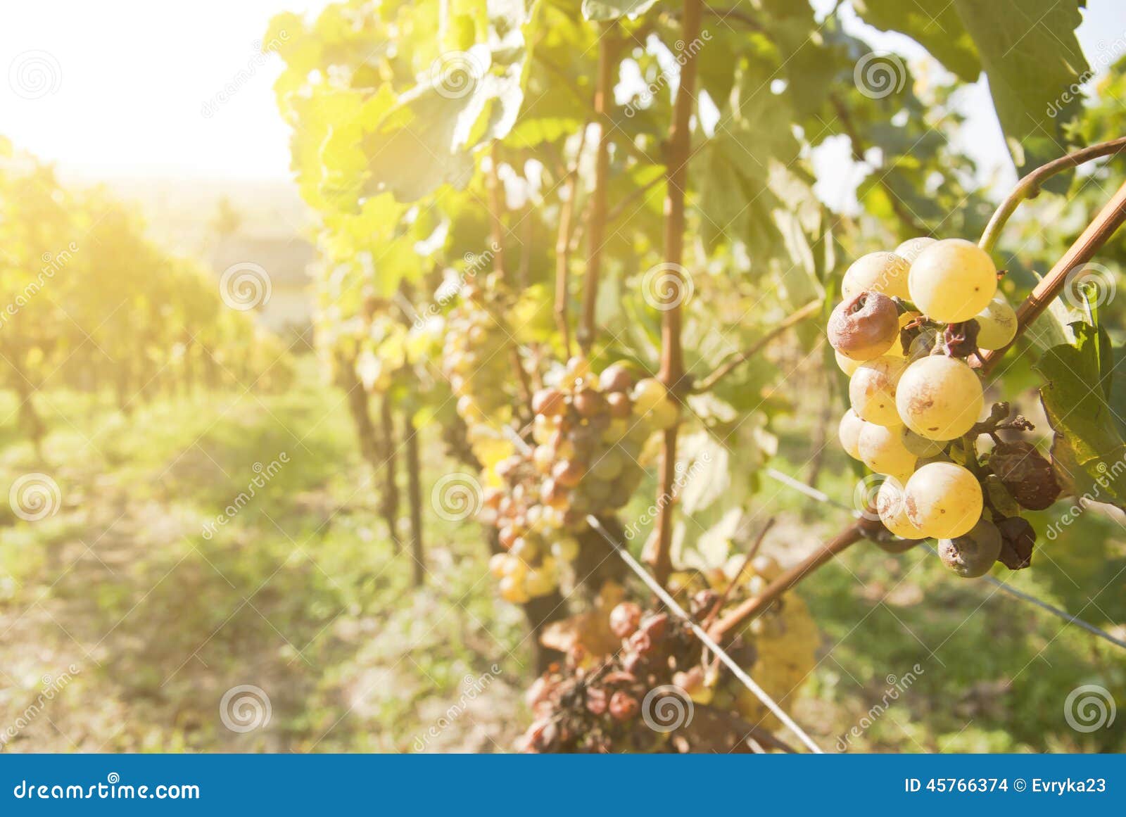 Noble rot of a wine grape, stock photo. Image of chenin - 45766374